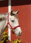Abbey | Red Bucket Equine Rescue