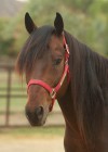 Maximus | Red Bucket Equine Rescue