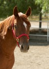Charity | Red Bucket Equine Rescue