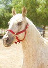 Faith | Red Bucket Equine Rescue