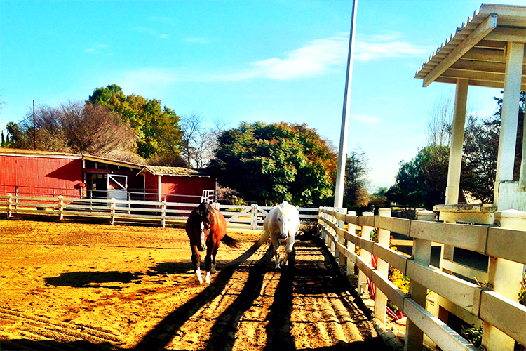 The Ranch The Horses Own | Red Bucket Equine Rescue