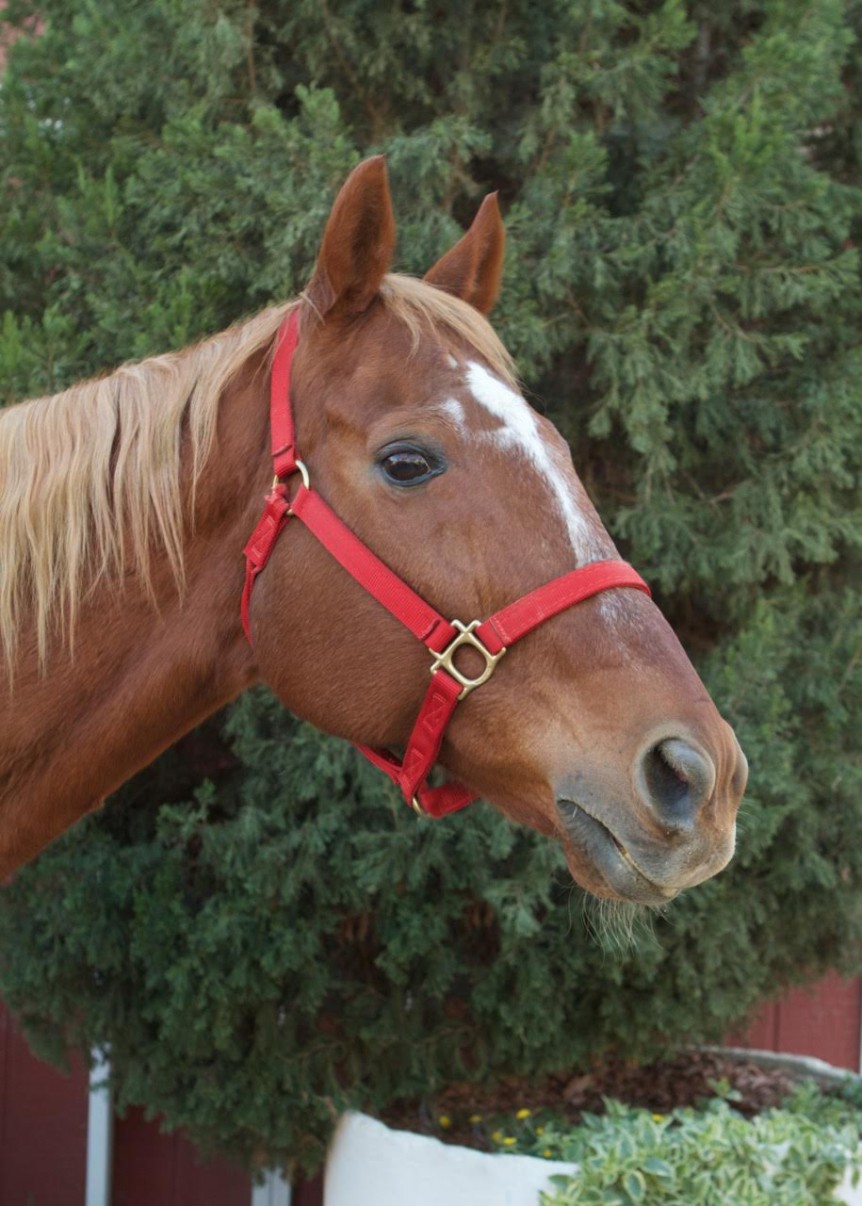 Banker | Red Bucket Equine Rescue
