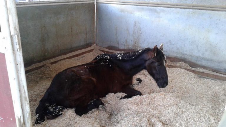 Nelson | Red Bucket Equine Rescue
