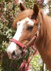 Ella | Red Bucket Equine Rescue