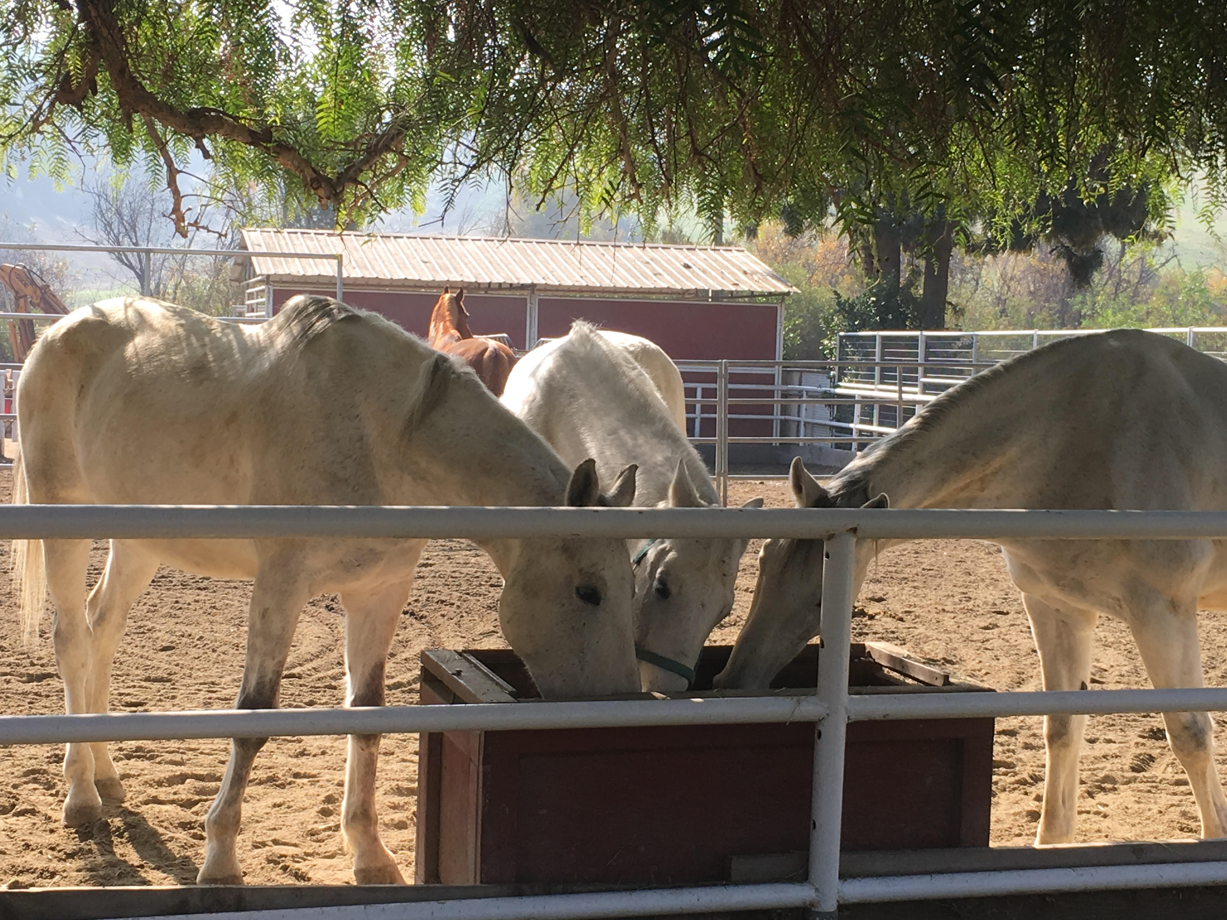 NEWS | Page 4 | Red Bucket Equine Rescue