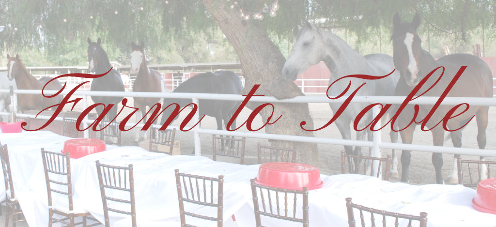 Red Bucket Equine Rescue