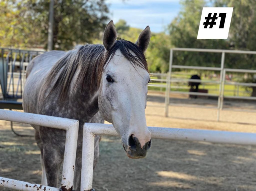 NEWS | Red Bucket Equine Rescue